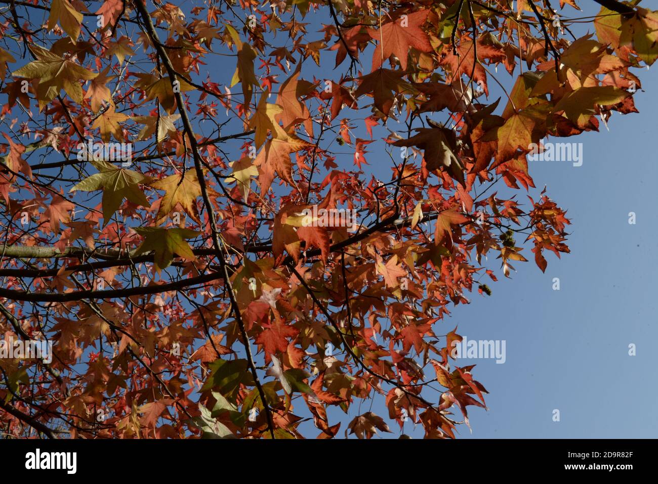 Beautiful autumnal colours enhanced by sunshine and a clear blue sky as ...