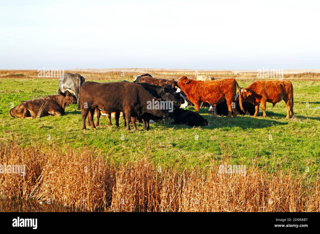 A small herd of cattle on grazing marshes by the A149 coast road in ...
