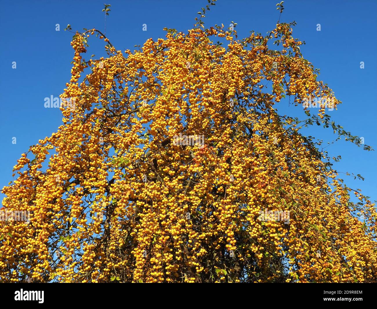 Ornamental golden shining apples hanging on an apple tree - edible ...