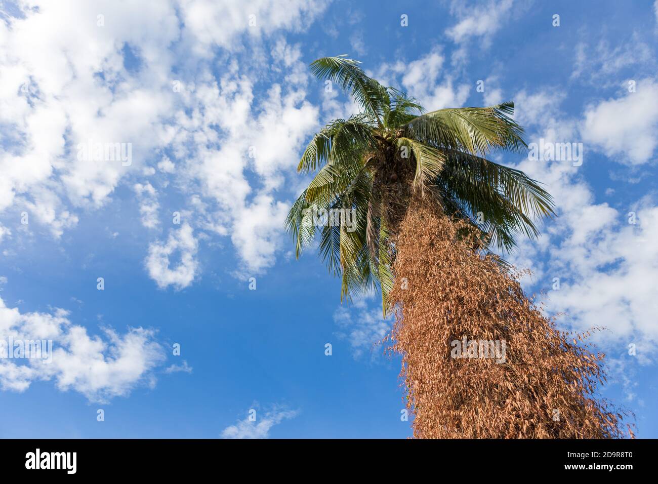 Coconut tree in the sky and clouds background Stock Photo - Alamy