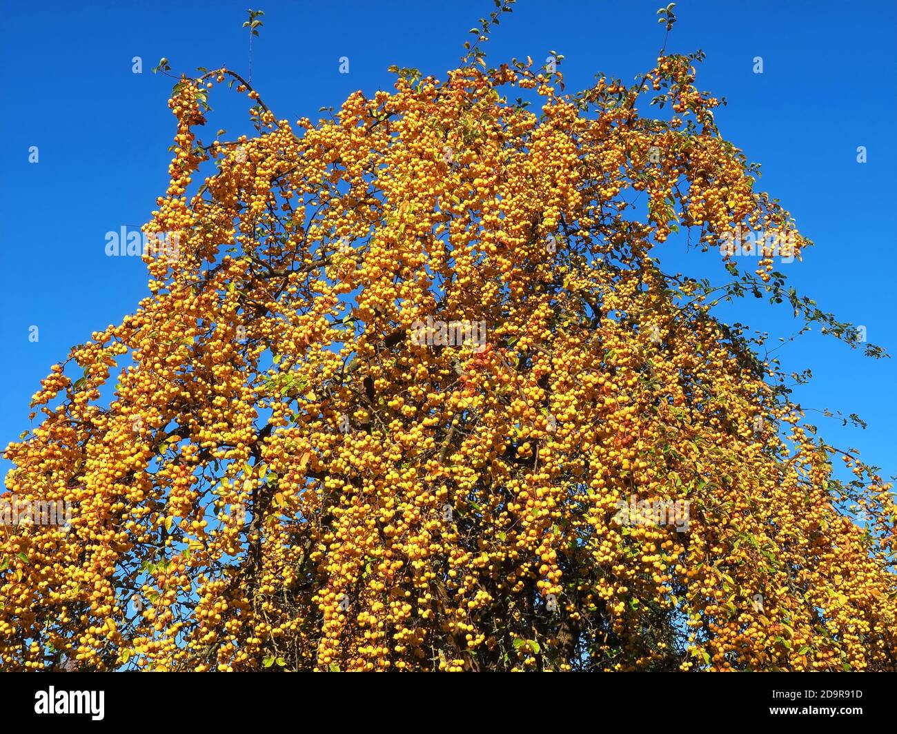 Ornamental golden shining apples hanging on an apple tree - edible ...
