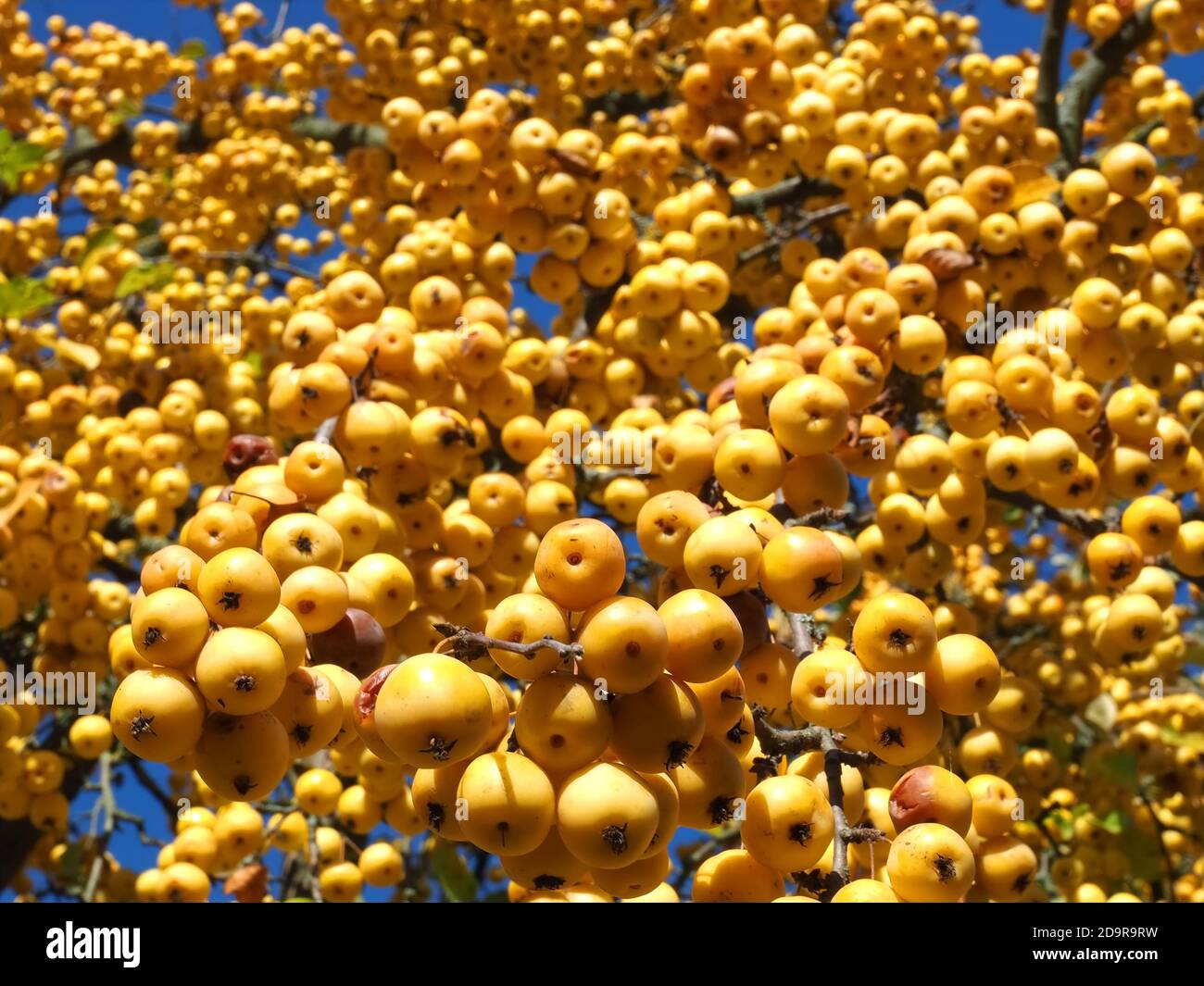 Ornamental golden shining apples hanging on an apple tree - edible ...