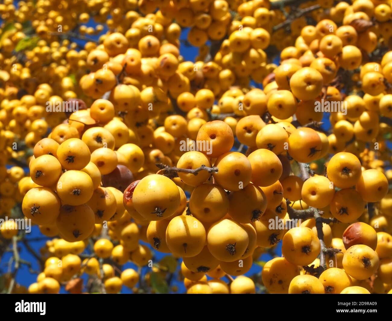 Ornamental golden shining apples hanging on an apple tree - edible ...
