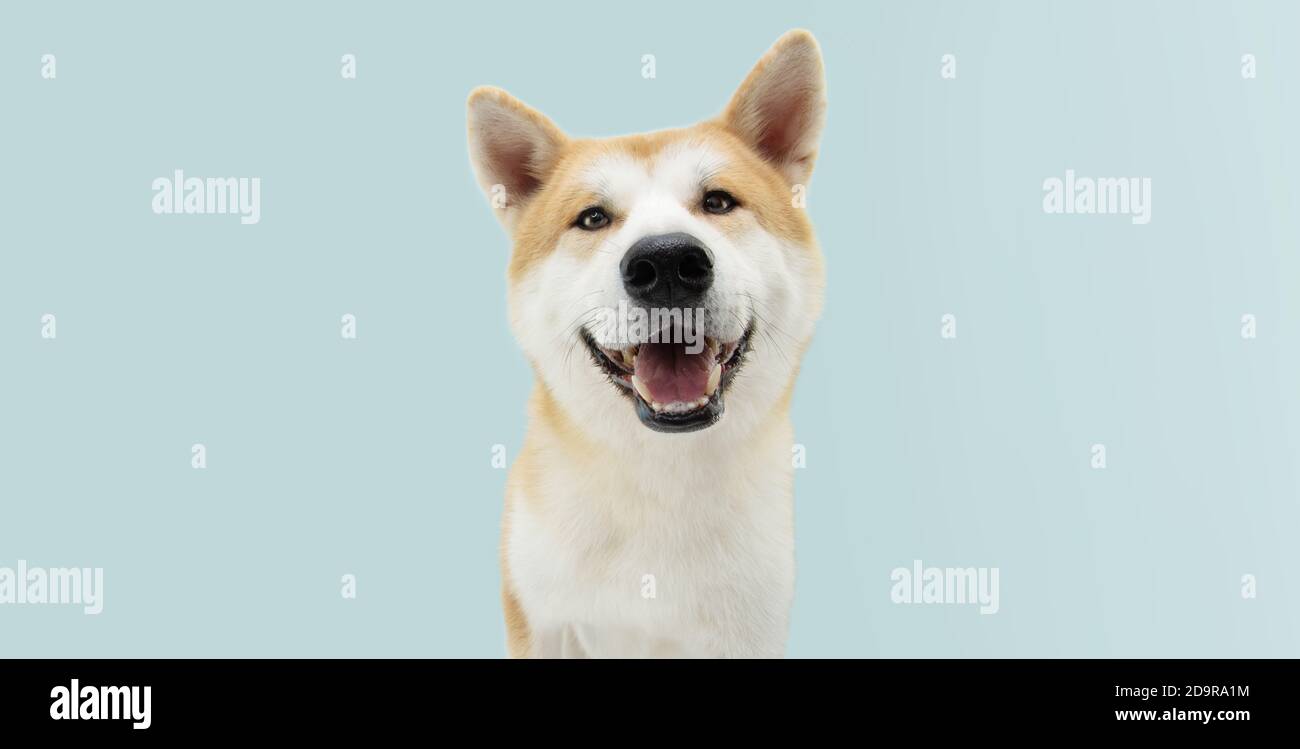 Happy akita dog isolated on blue colored background Stock Photo - Alamy
