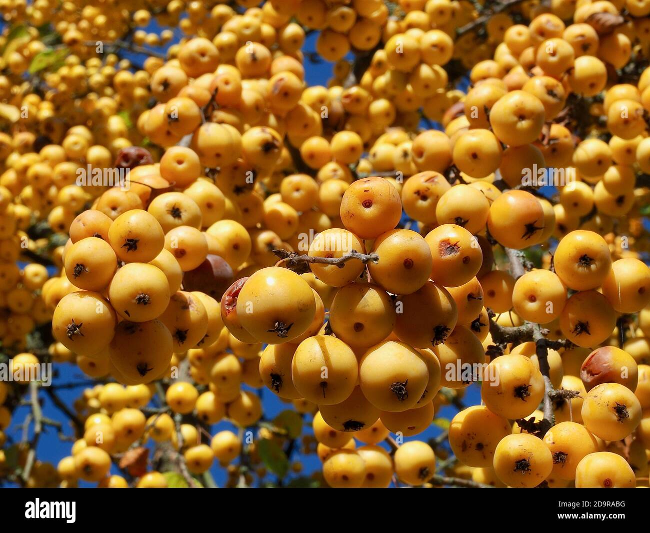 Ornamental golden shining apples hanging on an apple tree - edible ...
