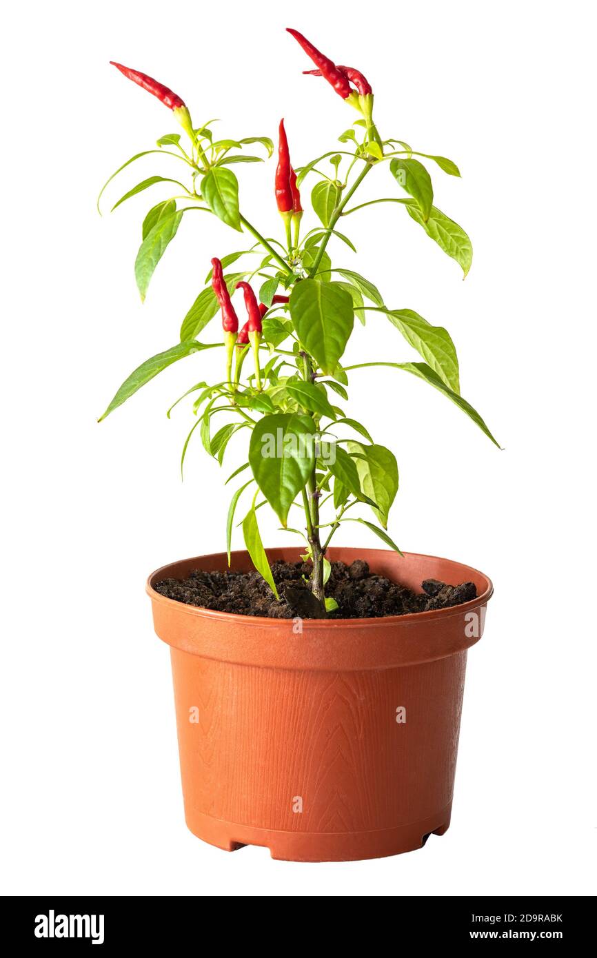 Red hot chilli pepper in flower pot on white background Stock Photo - Alamy