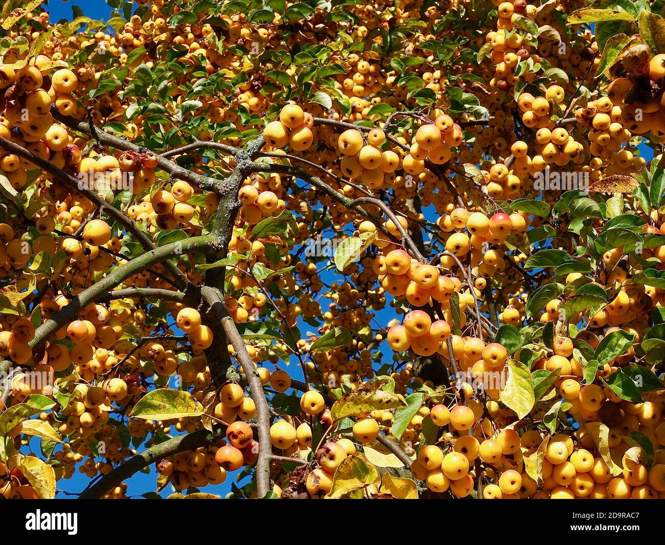 Ornamental golden shining apples hanging on an apple tree - edible ...