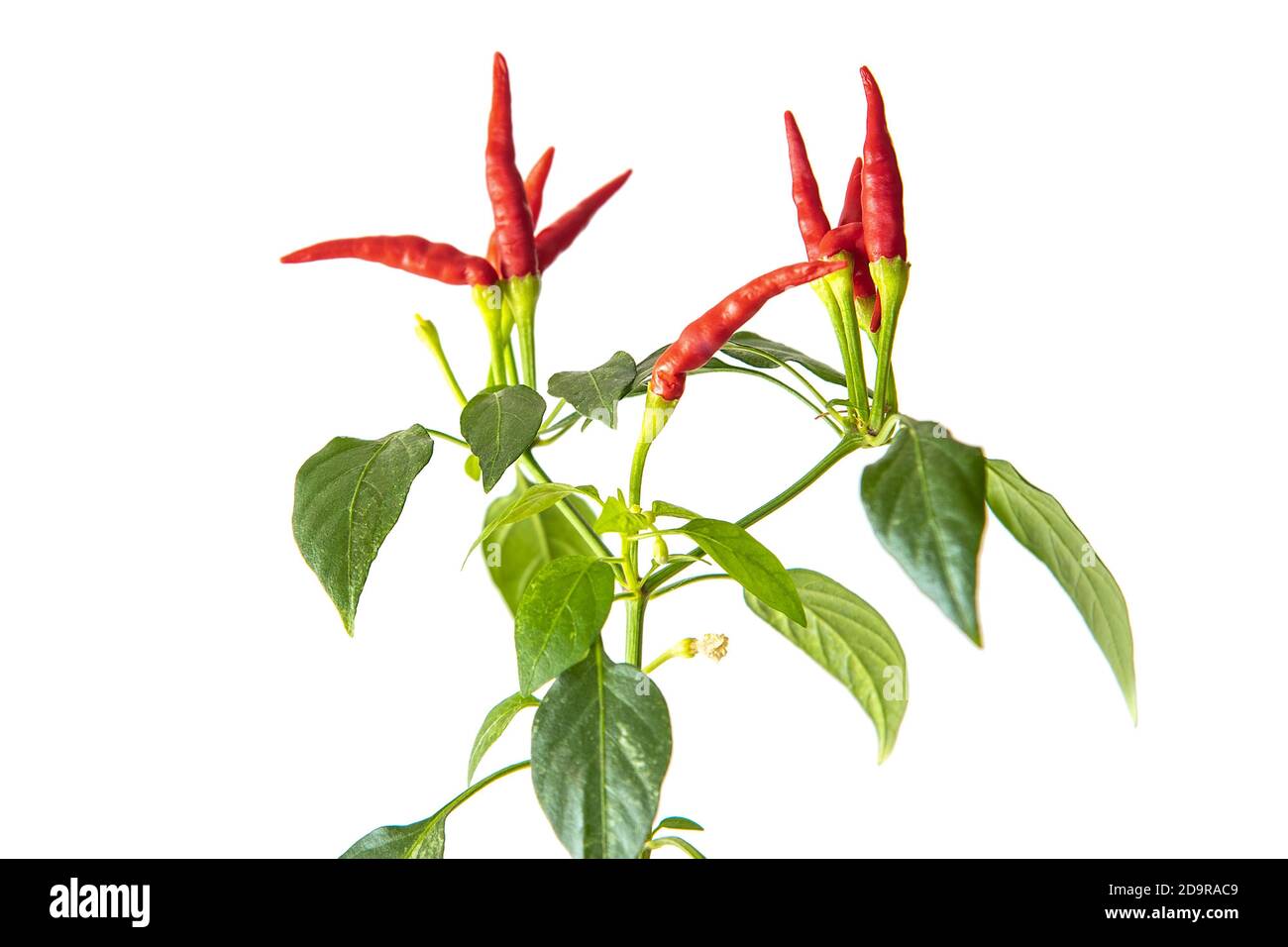 Red hot chilli pepper plant on white background Stock Photo - Alamy