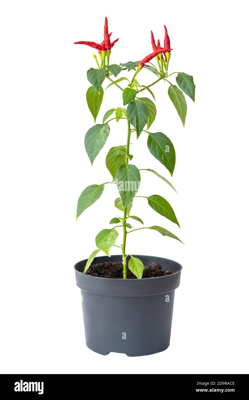 Red hot chilli pepper in flower pot on white background Stock Photo - Alamy