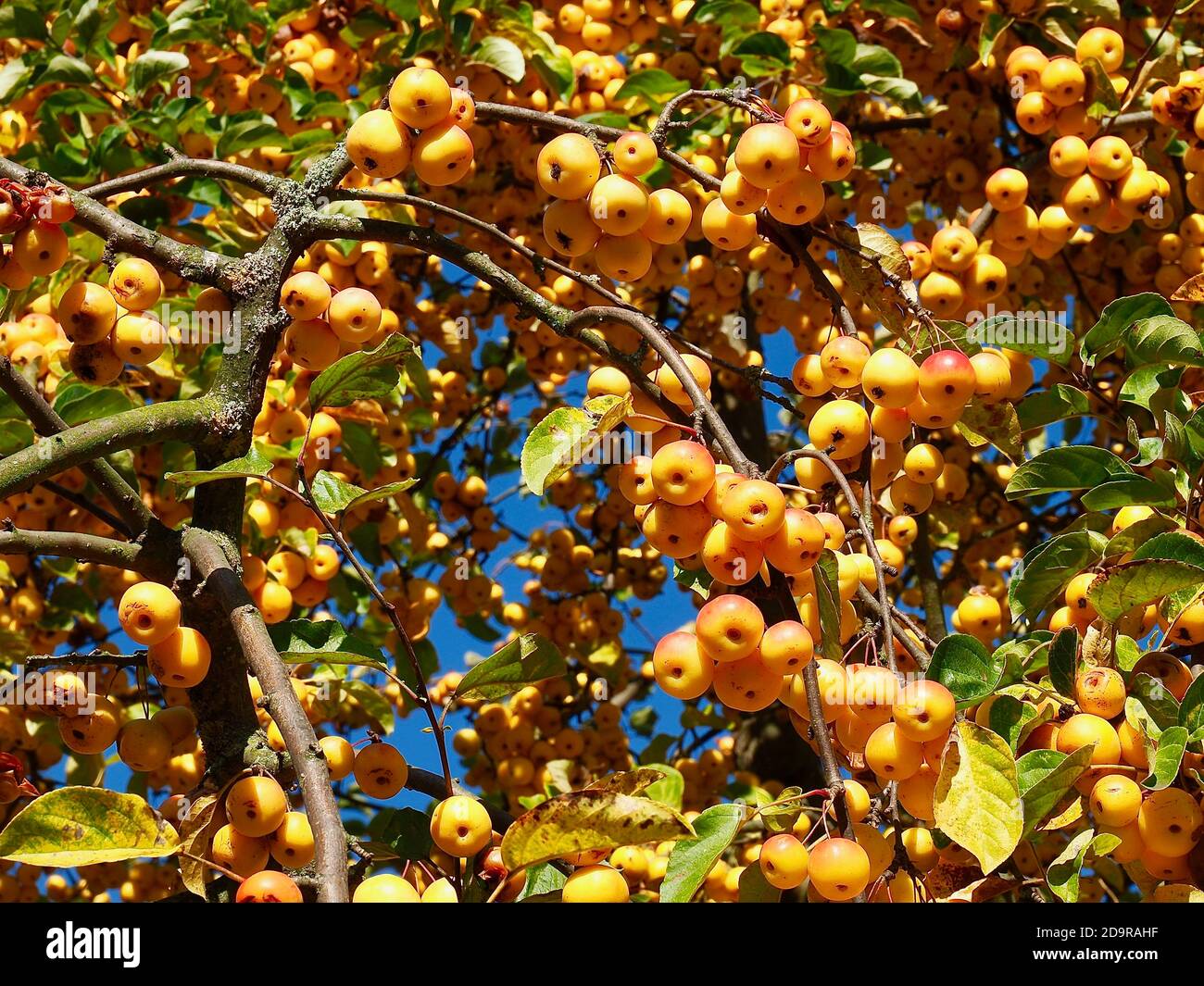 Ornamental golden shining apples hanging on an apple tree - edible ...