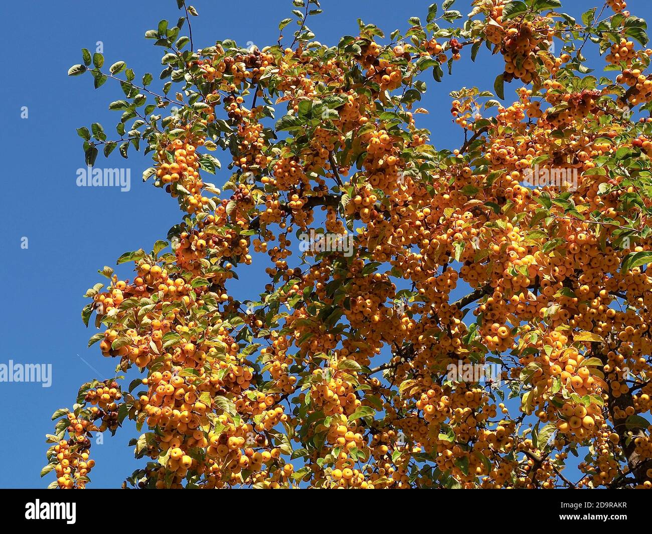 Ornamental golden shining apples hanging on an apple tree - edible ...
