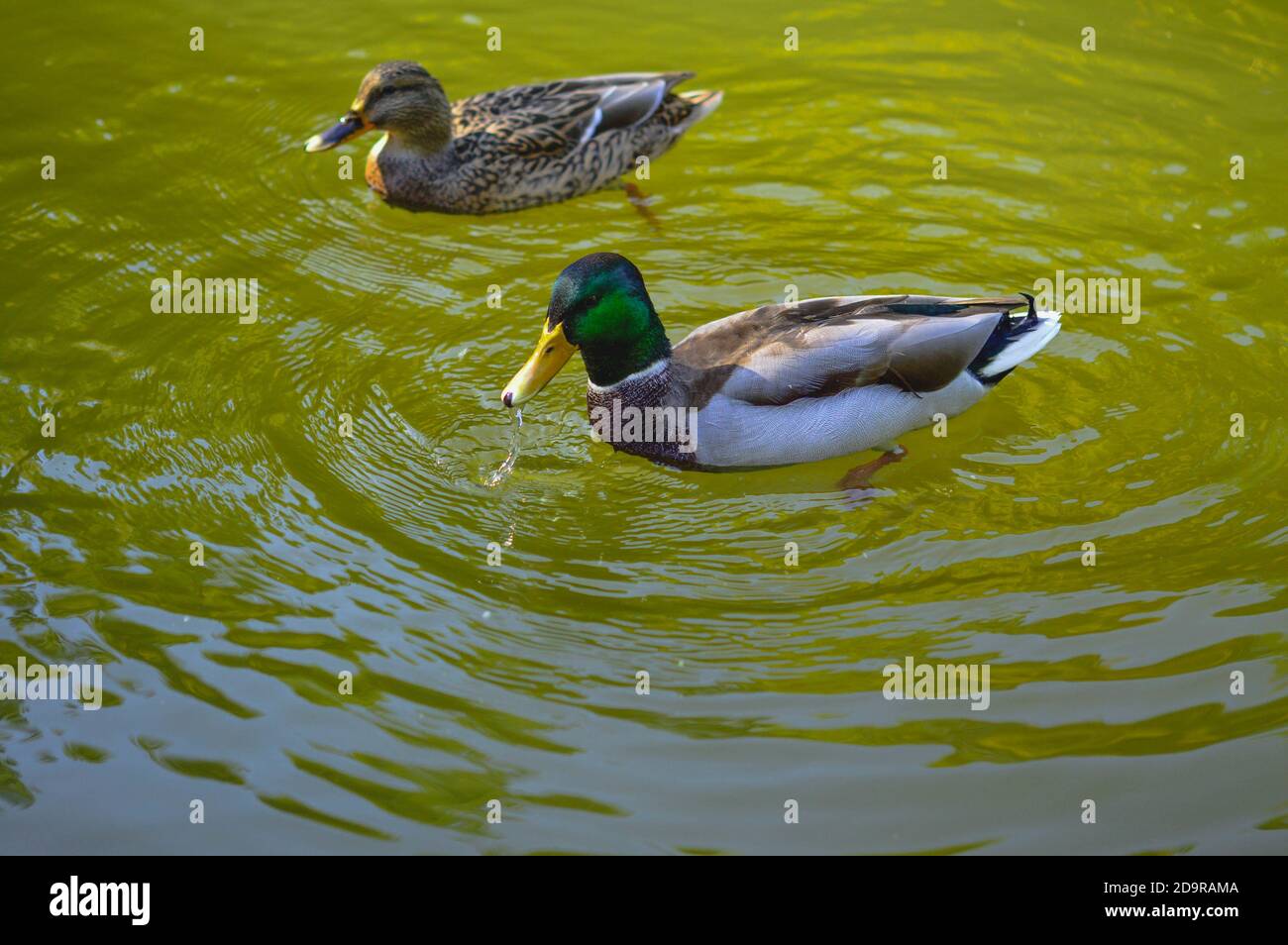 Closeup two female mallards hi-res stock photography and images - Alamy