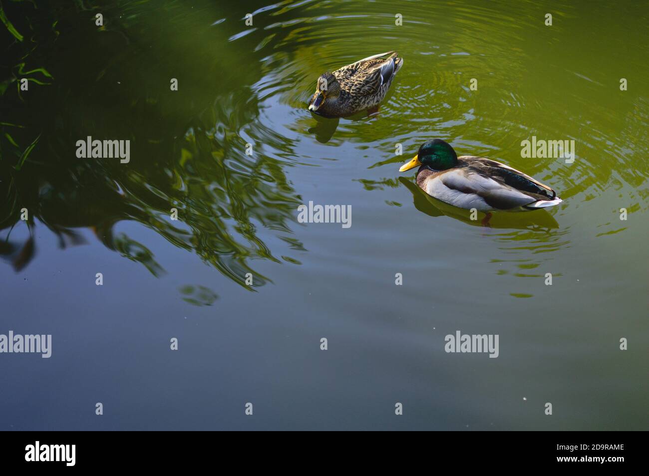 Closeup two female mallards hi-res stock photography and images - Alamy