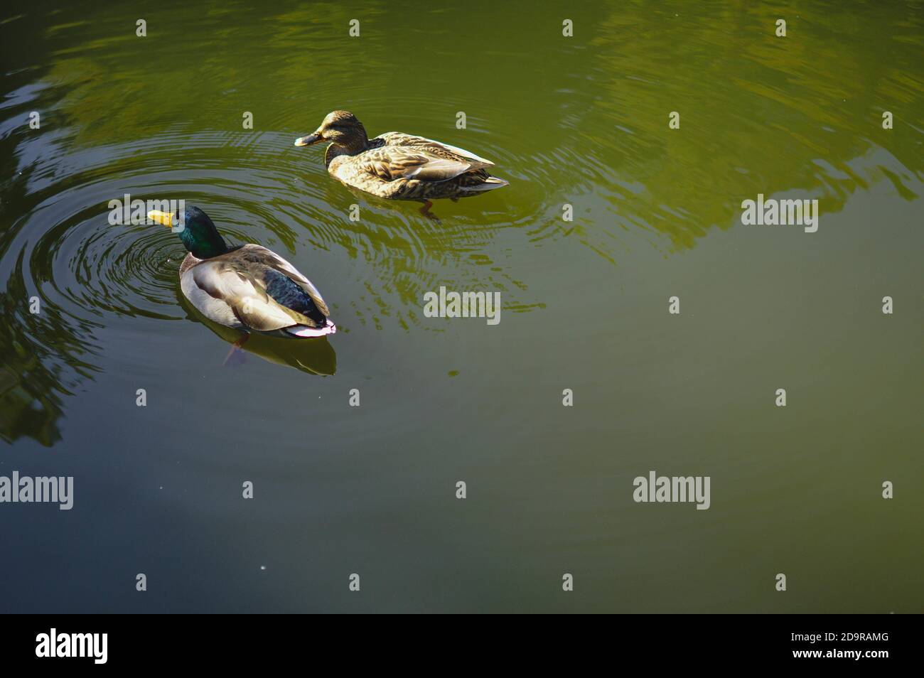 Closeup of cute male and female mallards swimming in the pond Stock ...