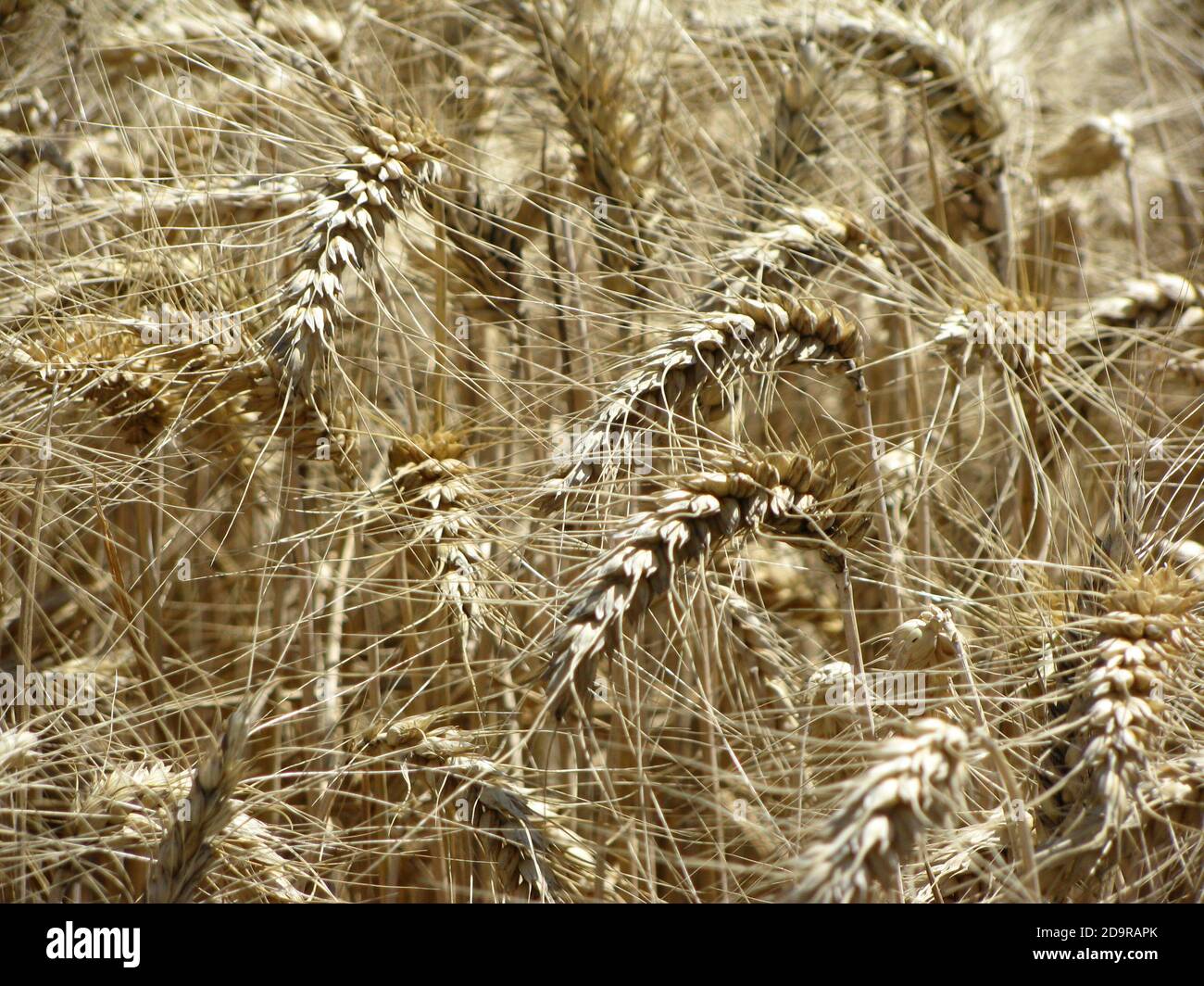 Closeup shot of golden brown rye wheat in a field Stock Photo - Alamy