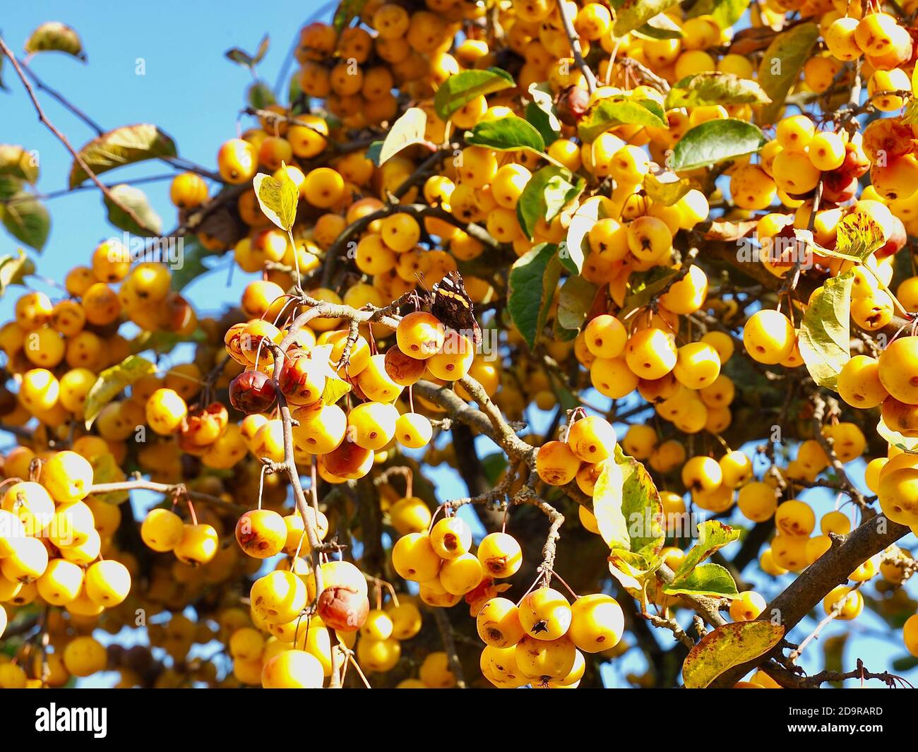 Ornamental golden shining apples hanging on an apple tree - edible ...
