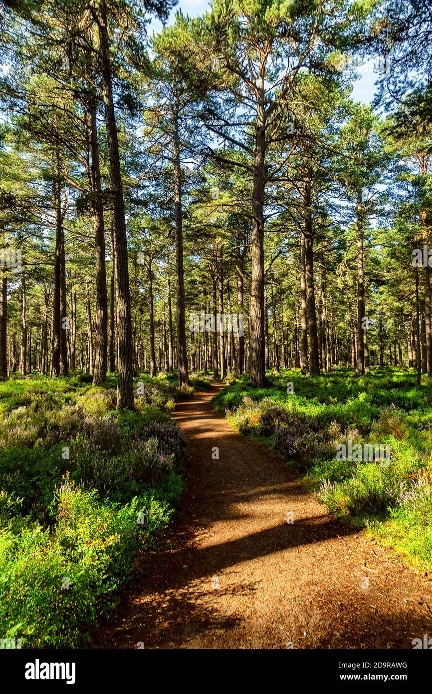 A sunny path in the Abernethy Forest at Nethy Bridge in the Cairngorms ...