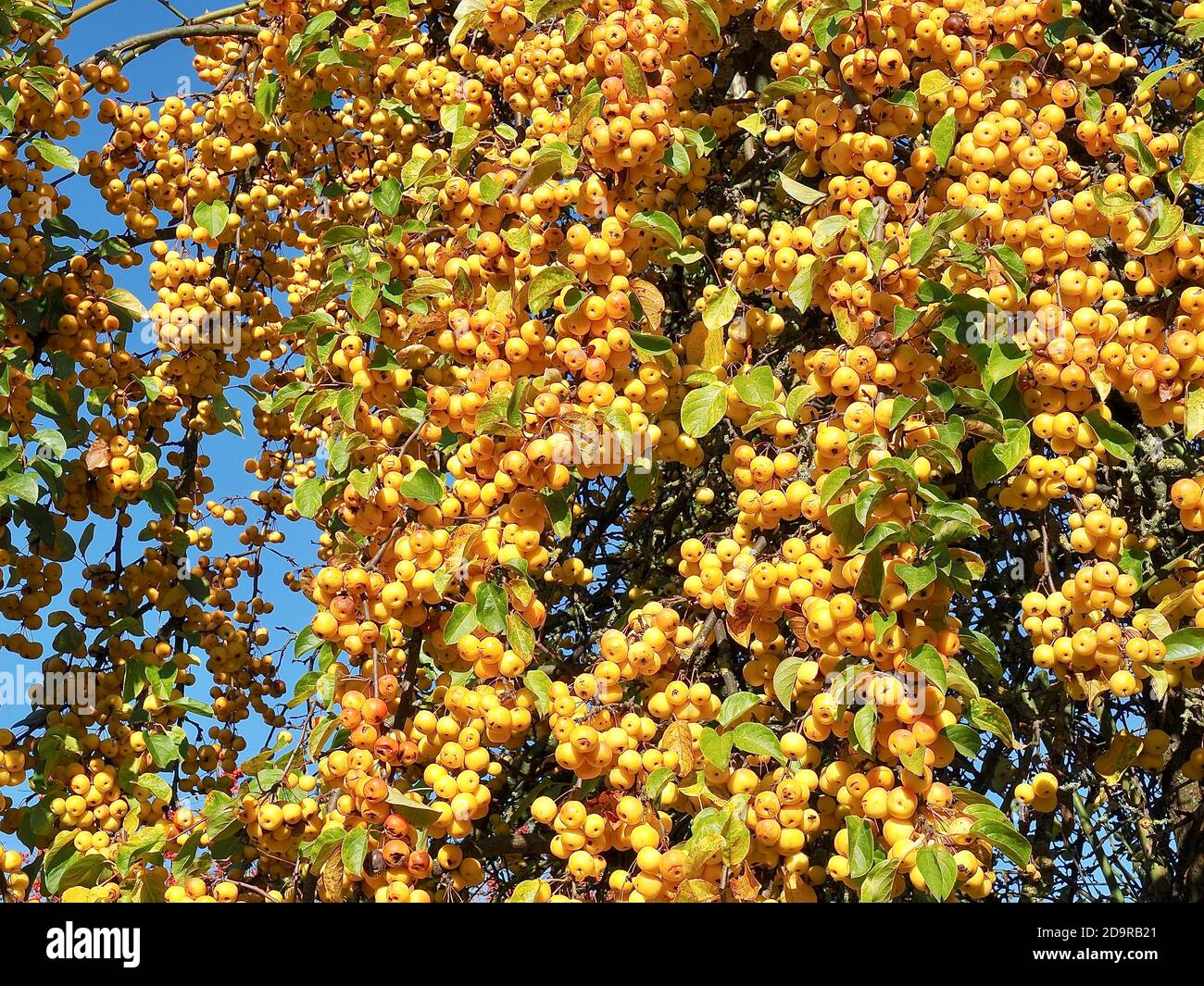 Ornamental golden shining apples hanging on an apple tree - edible ...