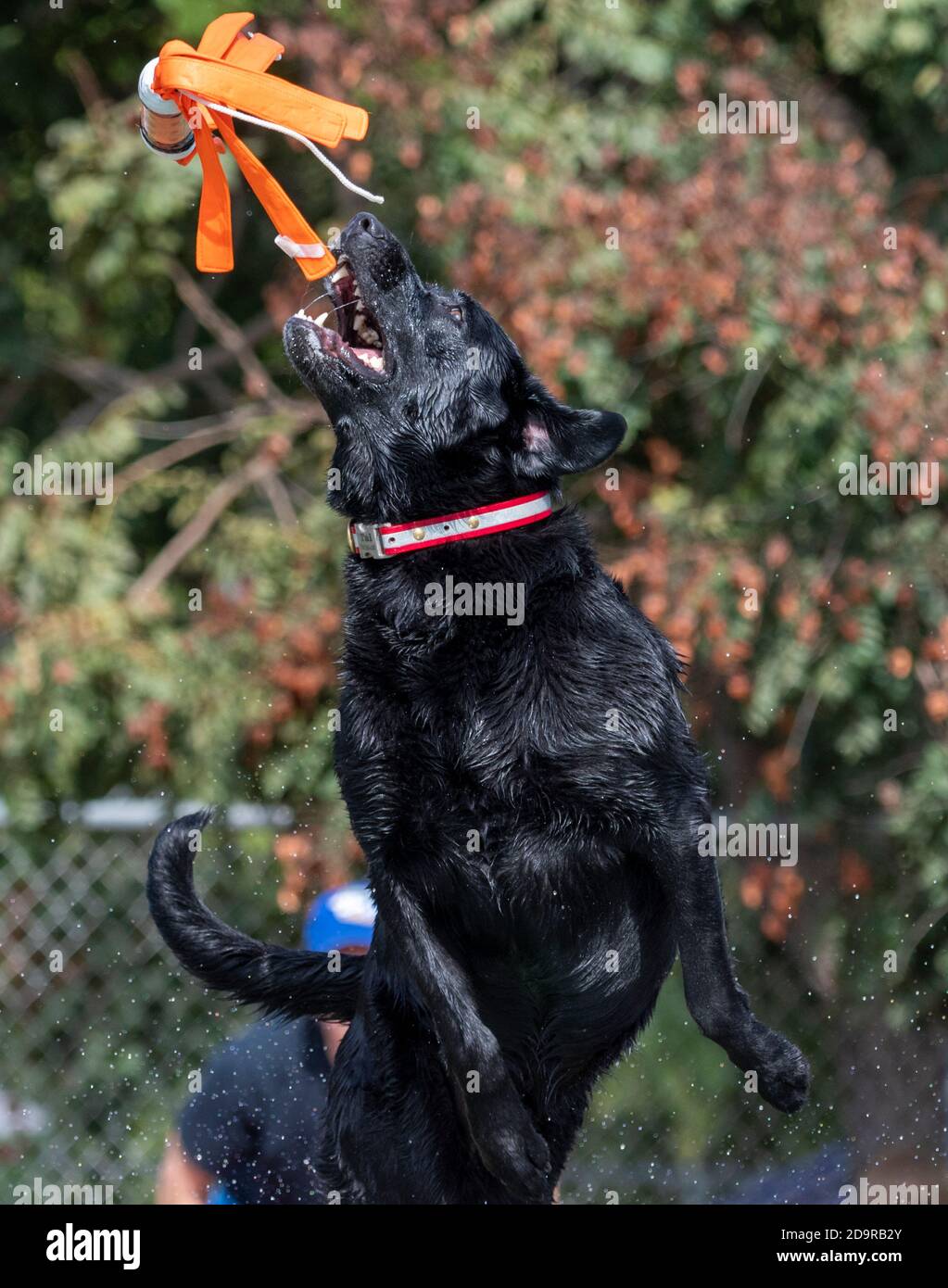 Black lab jumping into water hi-res stock photography and images - Alamy