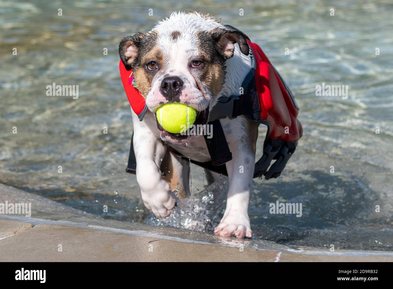 White bulldog with a ball in it's mouth getting out of a swimming pool ...