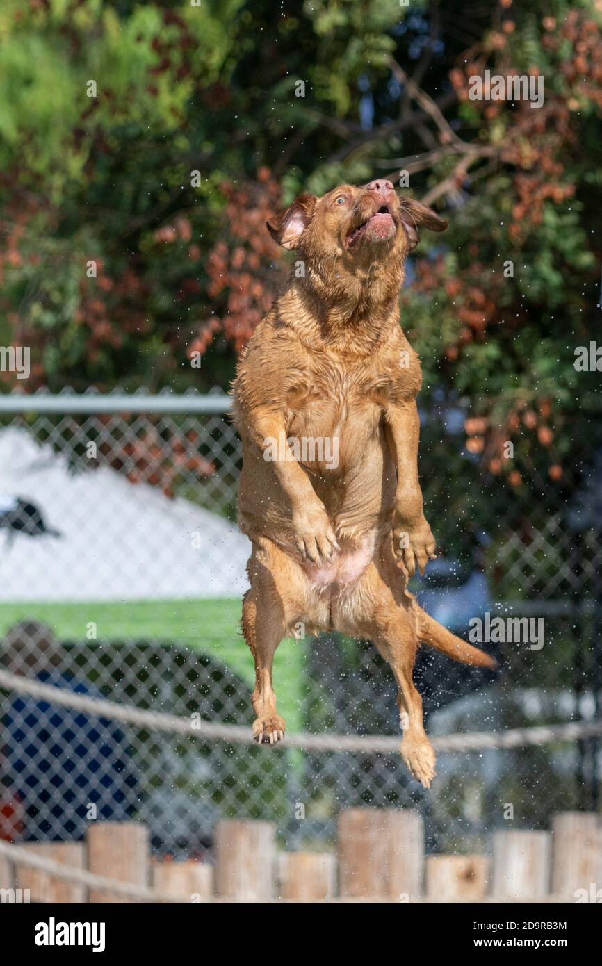 A wet yellow lab in mid air jumping off a dock at a dock diving event ...