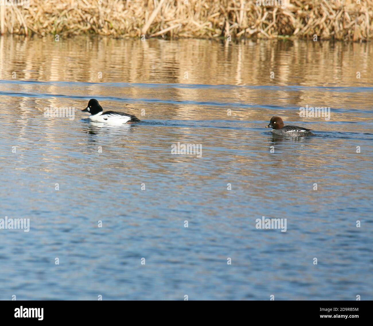 COMMON GOLDENEYE in pond at spring Bucephala clangula Stock Photo - Alamy