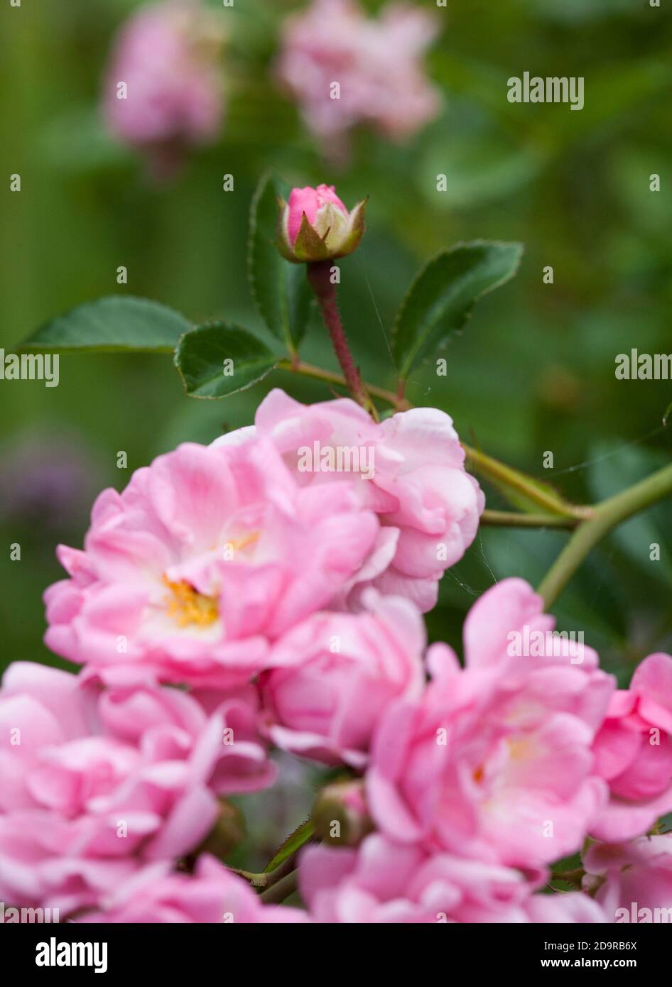 SMALL ROSEBUD on a bush rose in garden in summer Stock Photo - Alamy
