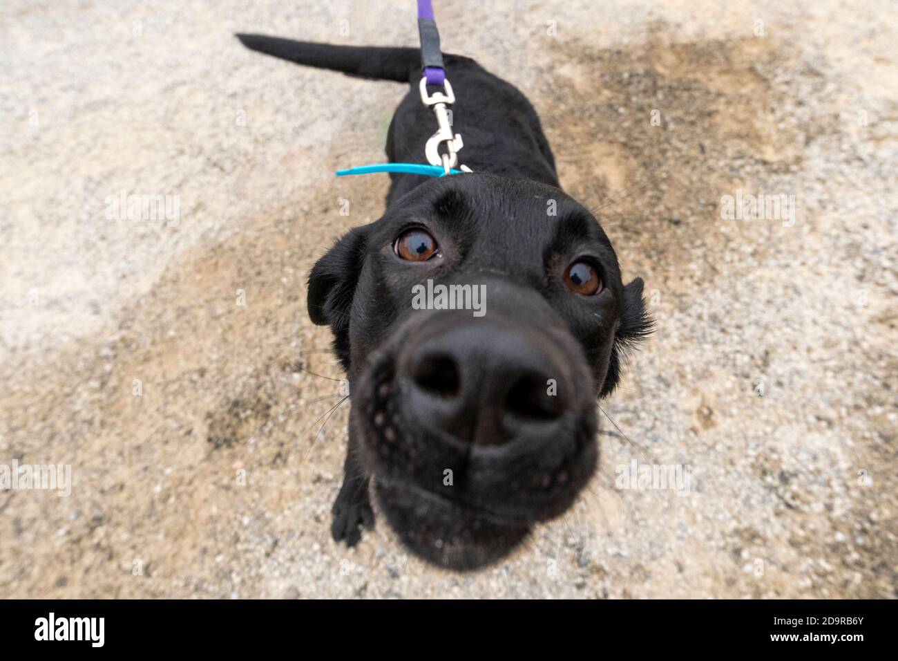 Black Labrador Retriever getting an extreme close up photo with a fish ...