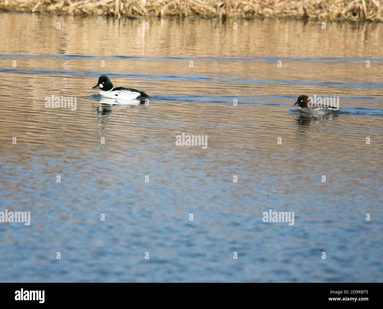 COMMON GOLDENEYE in pond at spring Bucephala clangula Stock Photo - Alamy