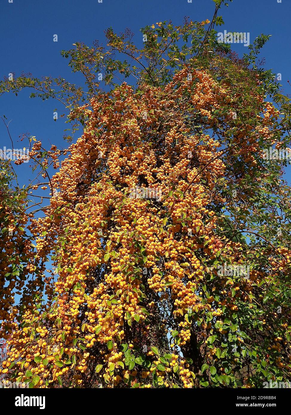 Ornamental golden shining apples hanging on an apple tree - edible ...