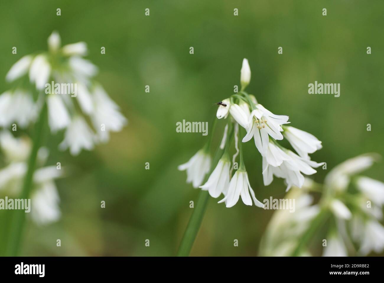 Allium triquetrum hi-res stock photography and images - Alamy
