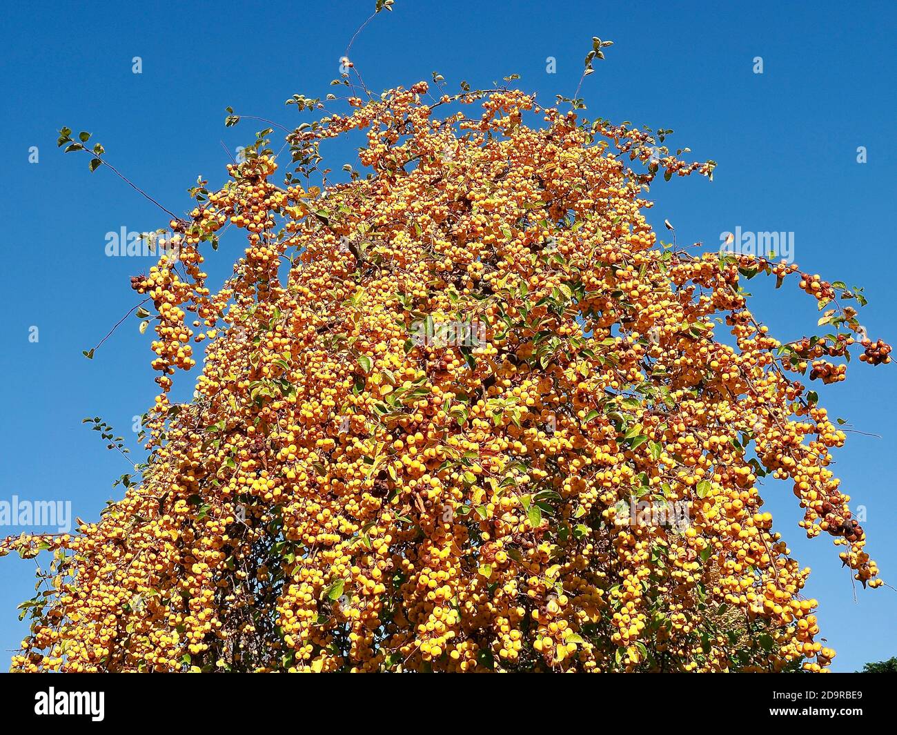 Ornamental golden shining apples hanging on an apple tree - edible ...