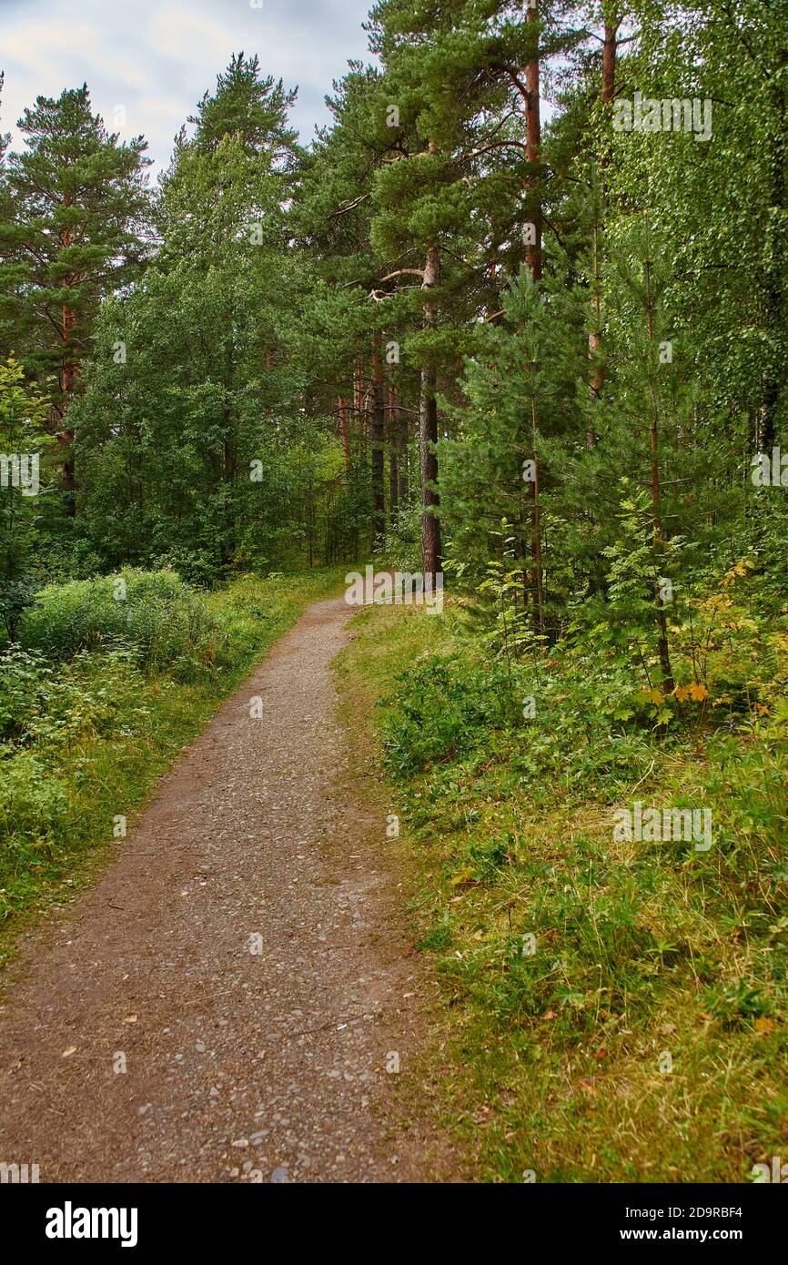 Summer cloudy day. The narrow dirt path in the woods. On the sides of ...
