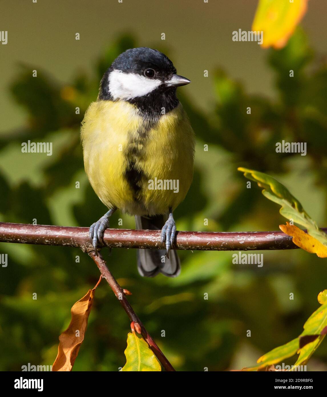 Great Tit perched on a thin oak tree branch Stock Photo - Alamy
