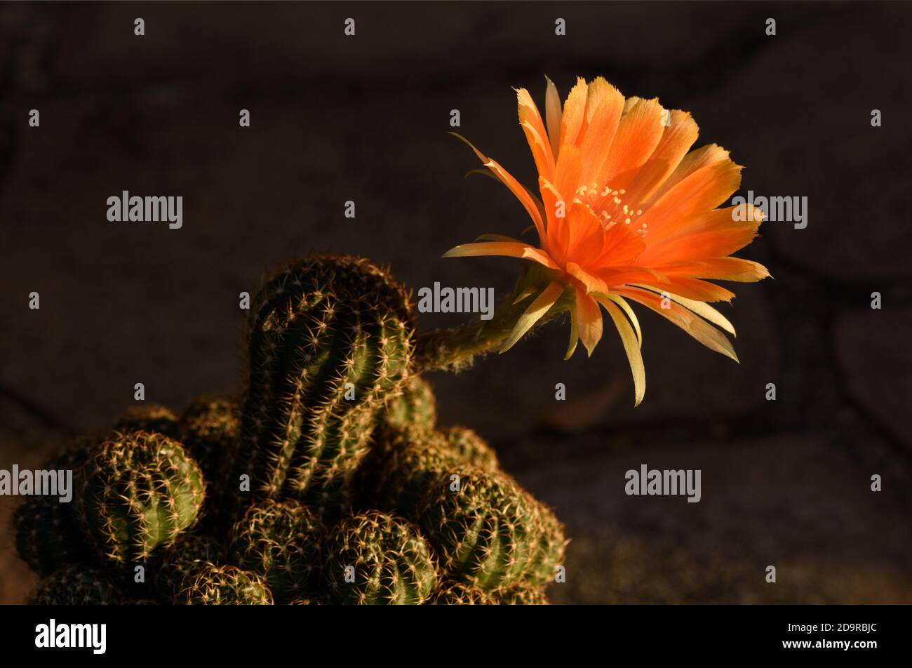Lobivia hi-res stock photography and images - Alamy