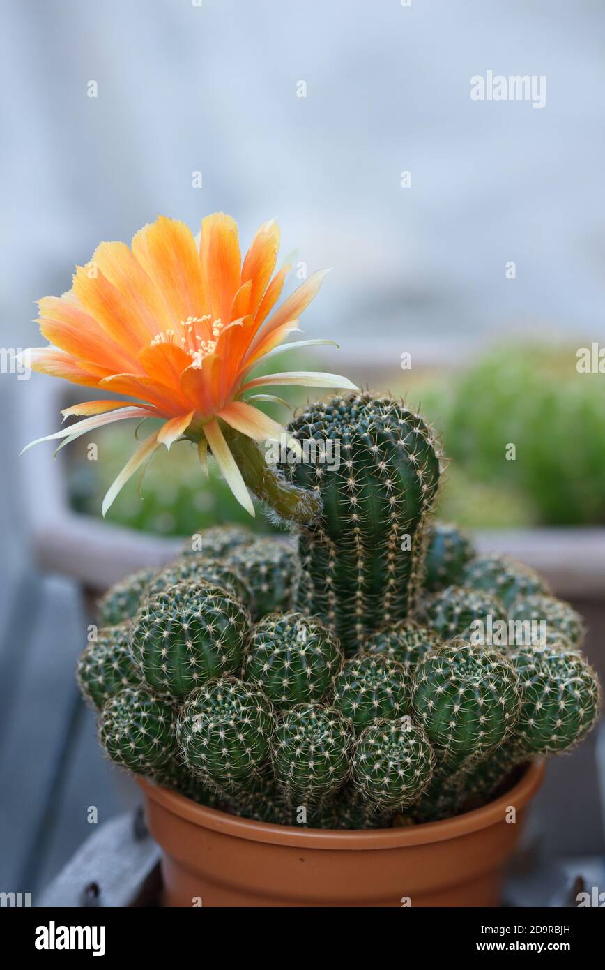 Lobivia hi-res stock photography and images - Alamy