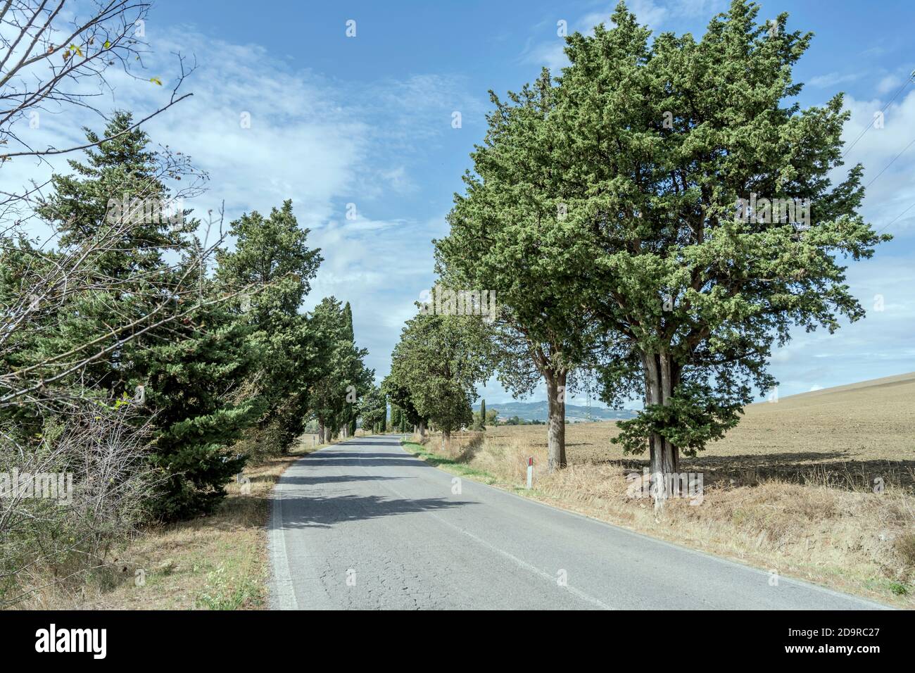 landscape with tree-lined road bending in Orcia valley Tuscan ...
