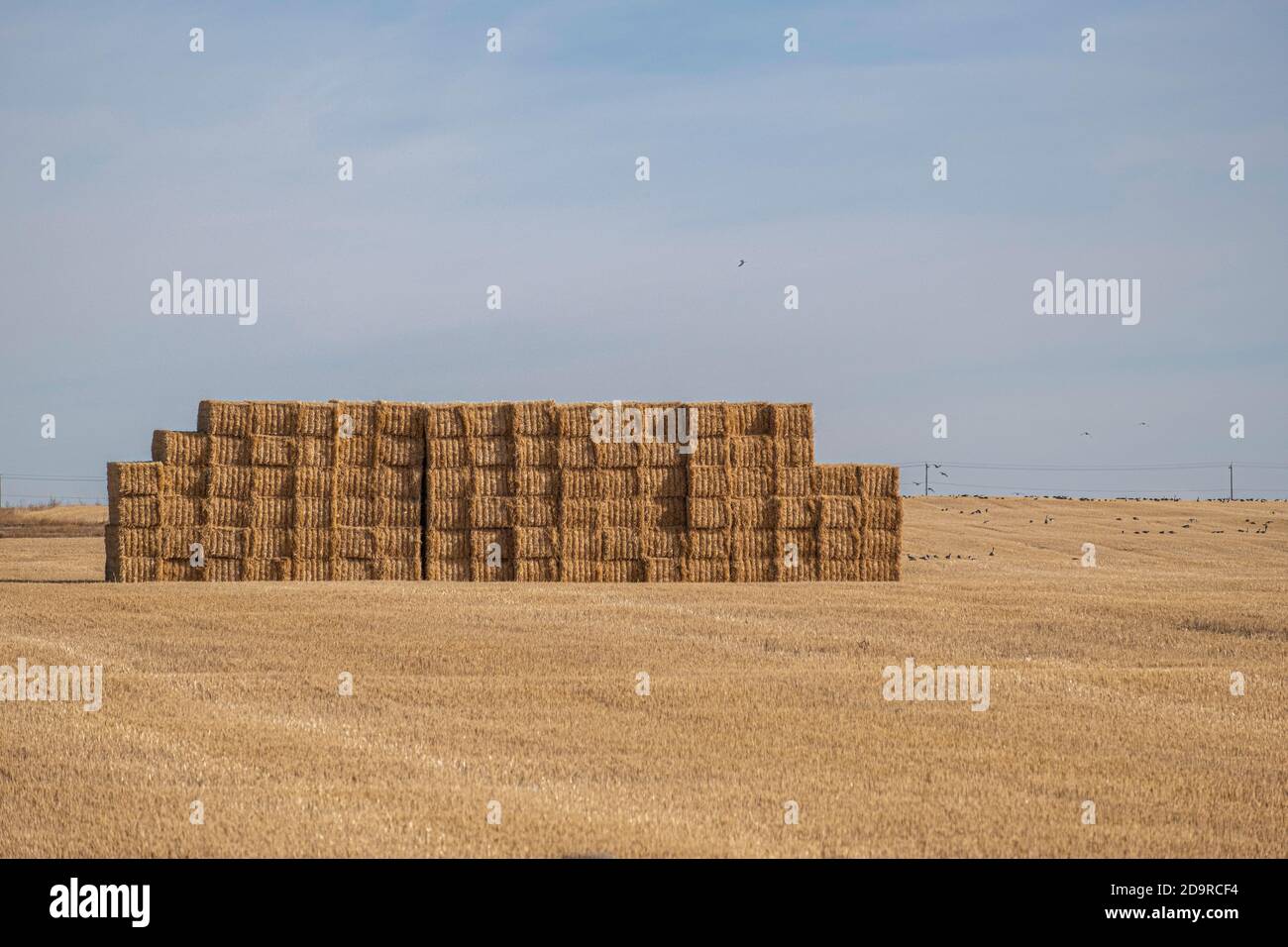 Bales of hay on a farm field in Fall Stock Photo - Alamy