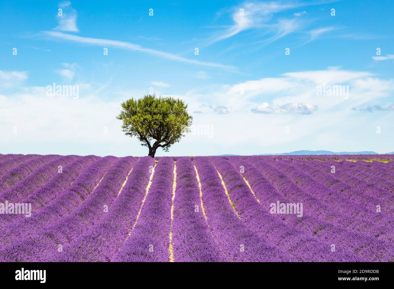 Lavender fields in Valensole in South of France Stock Photo - Alamy