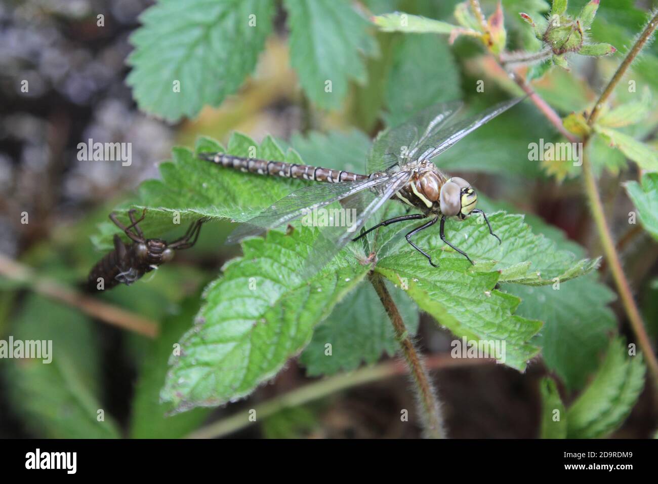 Dragonfly in Domestic Garden Stock Photo - Alamy