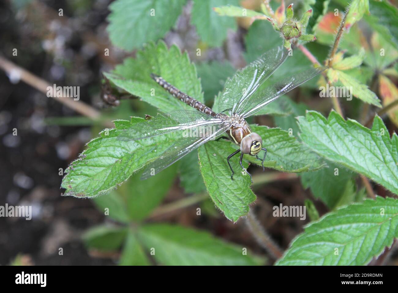 Dragonfly in Domestic Garden Stock Photo - Alamy