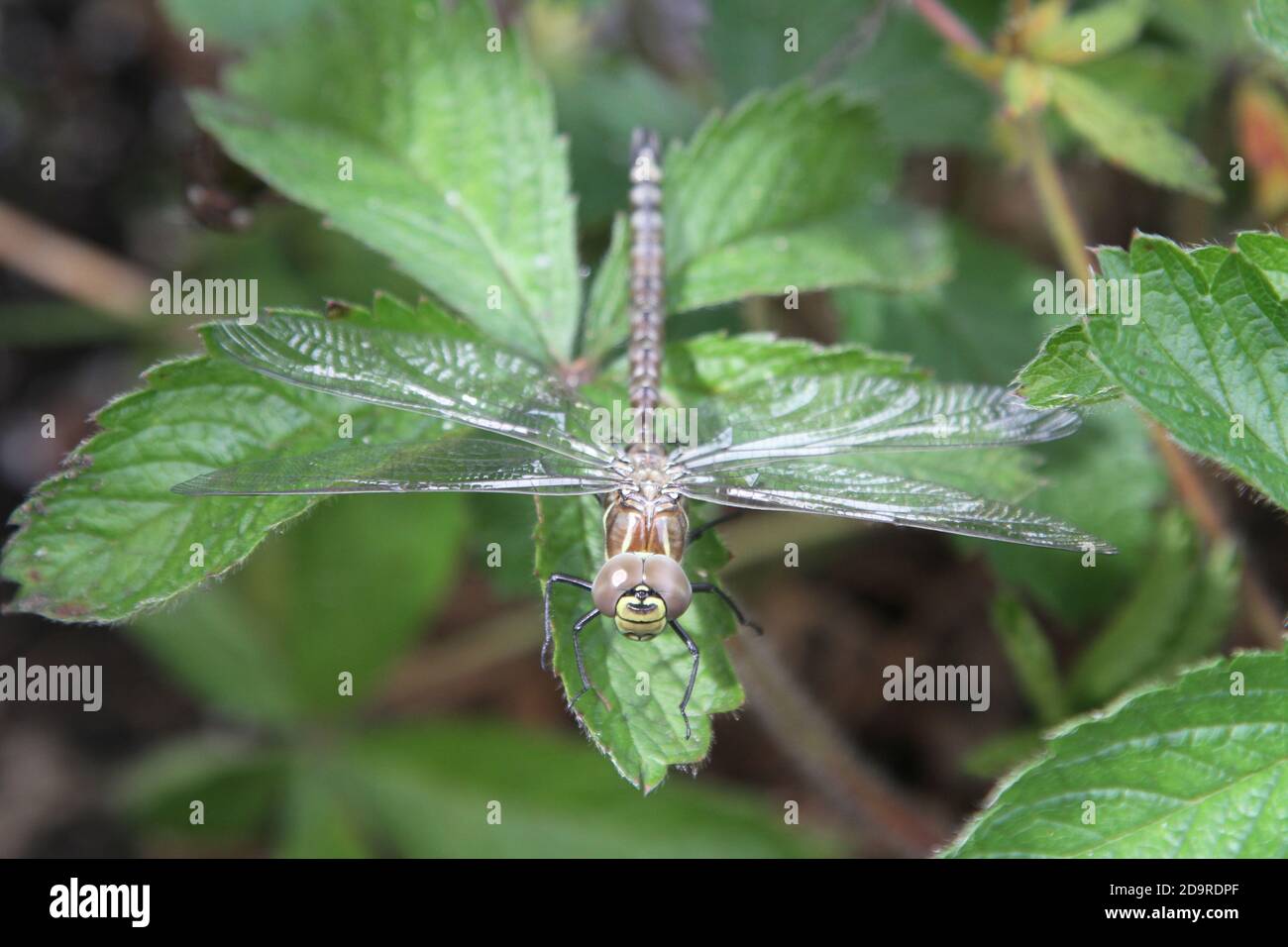 Dragonfly in Domestic Garden Stock Photo - Alamy