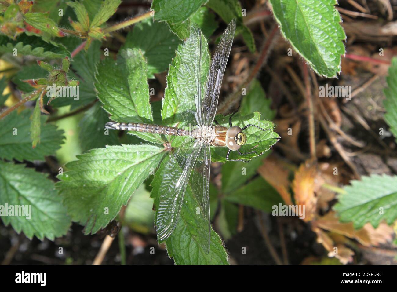 Dragonfly in Domestic Garden Stock Photo - Alamy