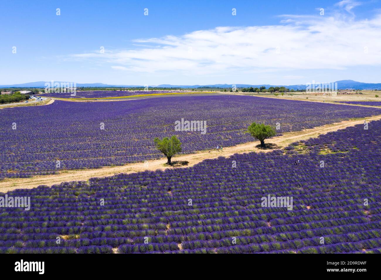 Aerial view of lavender fields in valensole, france hi-res stock photography and images - Alamy