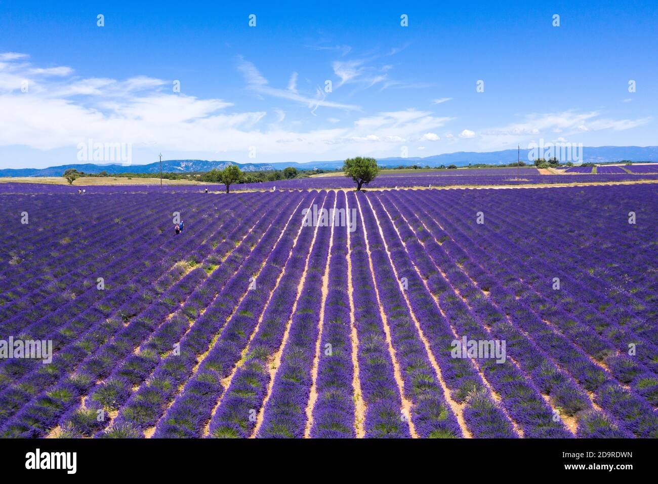 Aerial view of lavender fields in valensole, france hi-res stock ...