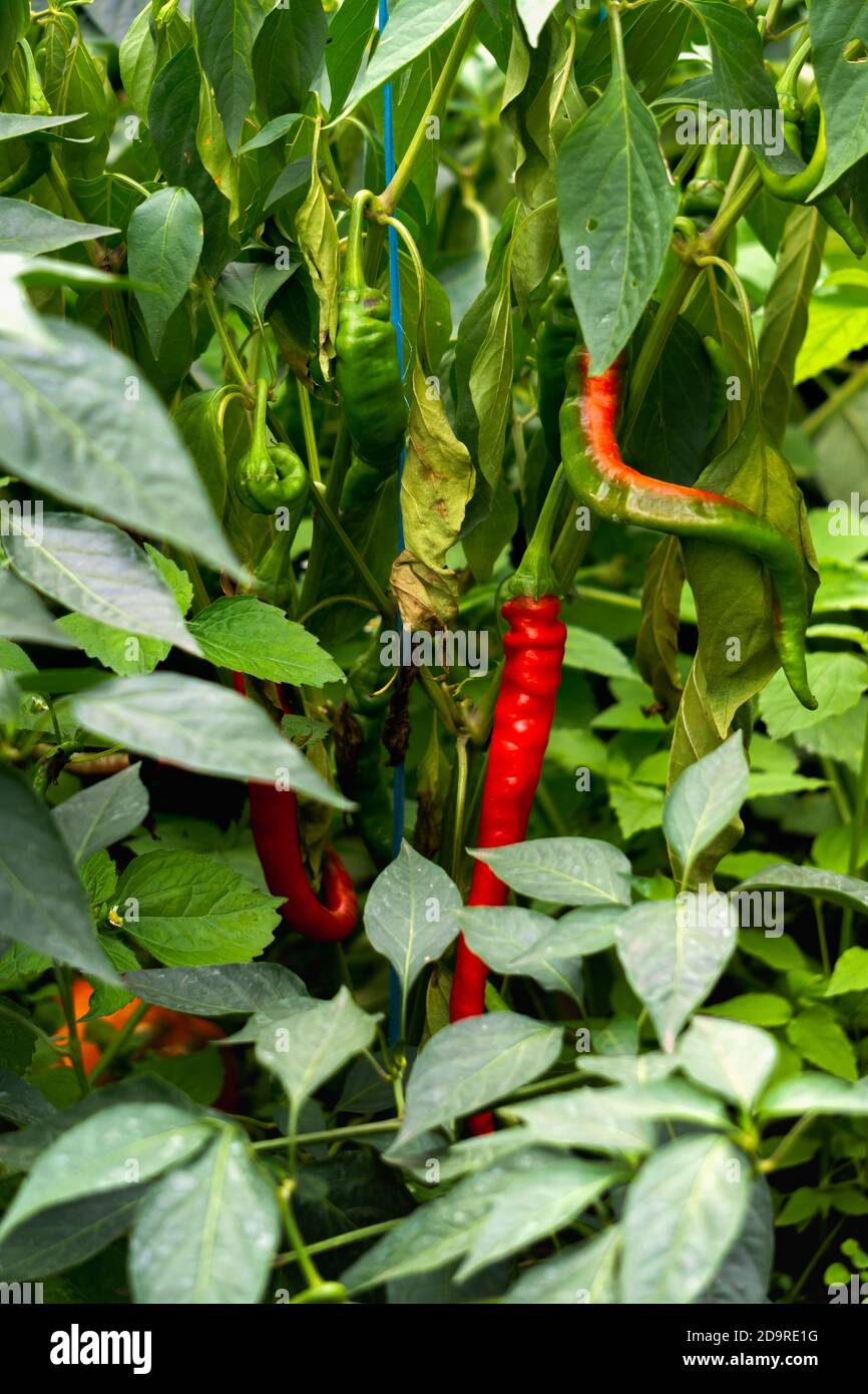 Ripen chili hi-res stock photography and images - Alamy