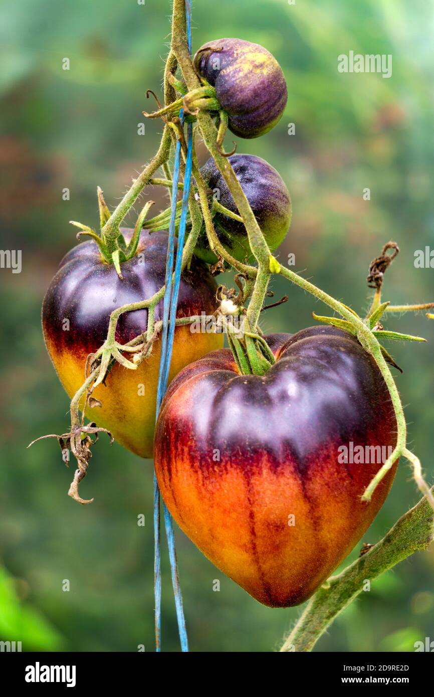 Rare variety hi-res stock photography and images - Alamy