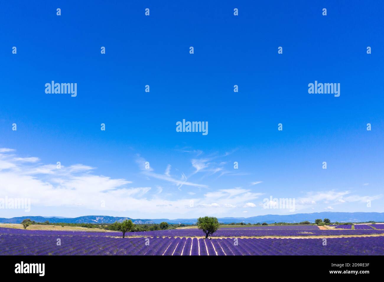 Aerial view of lavender fields in valensole, france hi-res stock photography and images - Alamy