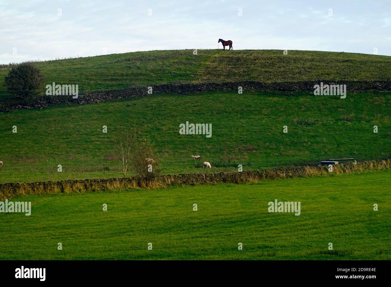 Lone horse stands hi-res stock photography and images - Alamy