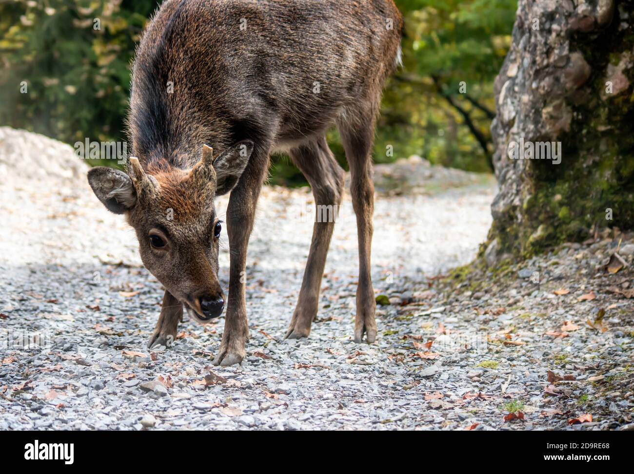 Goldau nature park and zoo hi-res stock photography and images - Alamy
